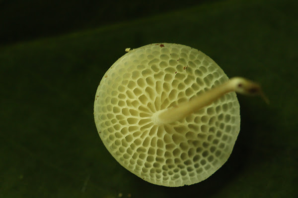 Filoboletus mushroom | Project Noah