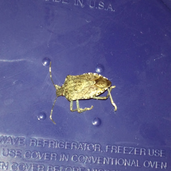 Spotting | Project Noah