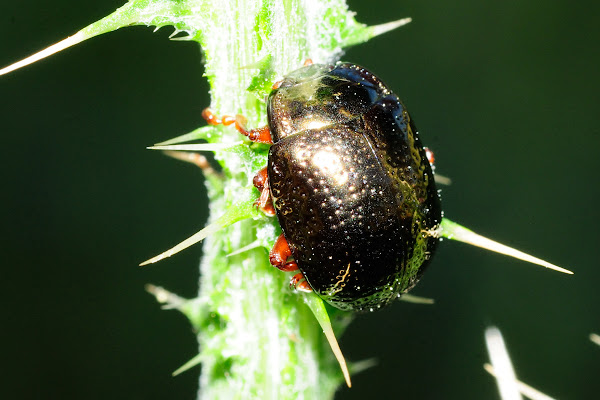 Chrysolina bankii | Project Noah