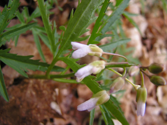 Cutleaf Toothwort | Project Noah