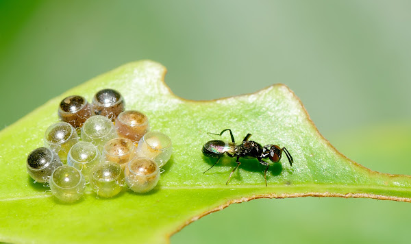Egg Parasitoid wasp | Project Noah
