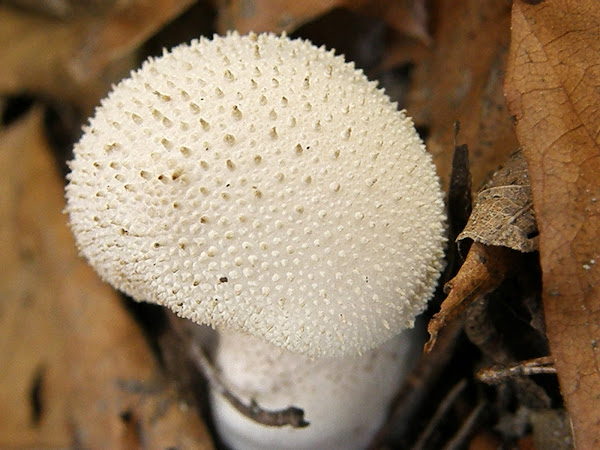 Common puffball | Project Noah