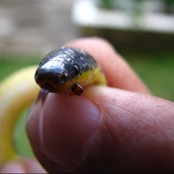 Sabanera | Project Noah