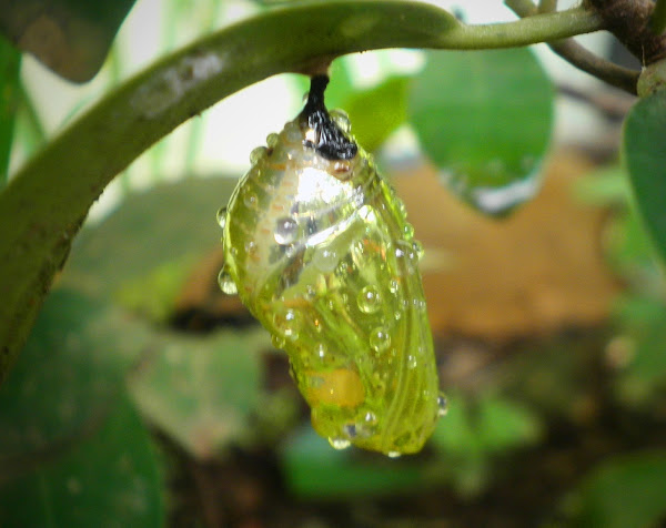 Cocoon | Project Noah