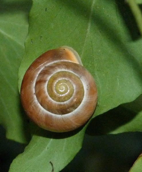 White lipped snail | Project Noah