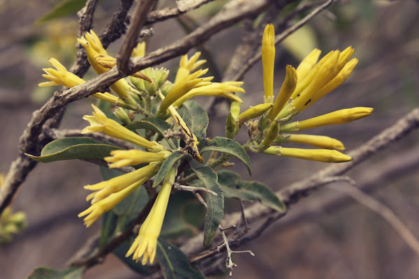 Palqui / Green Cestrum | Project Noah
