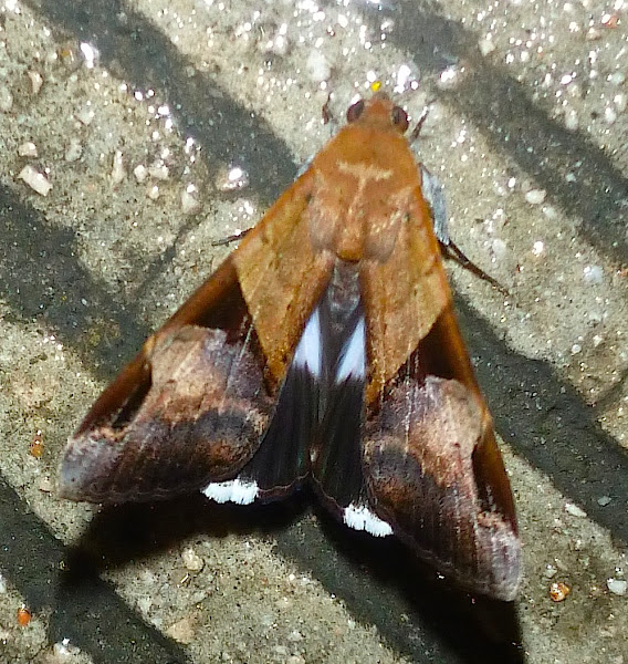 Noctuid Moth | Project Noah