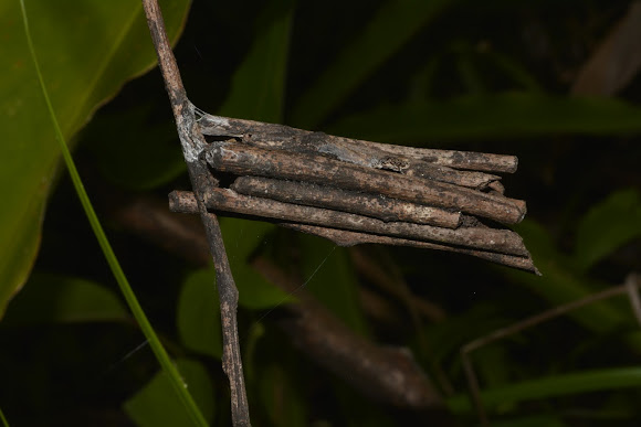 Larvae of Bagworm Moth | Project Noah