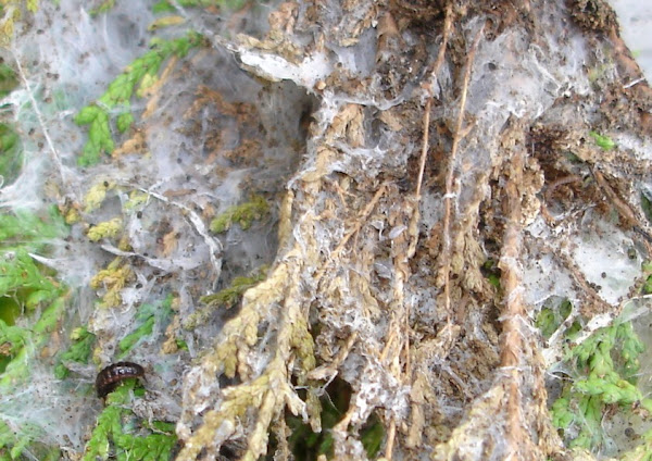 Webspinners - Embioptera | Project Noah