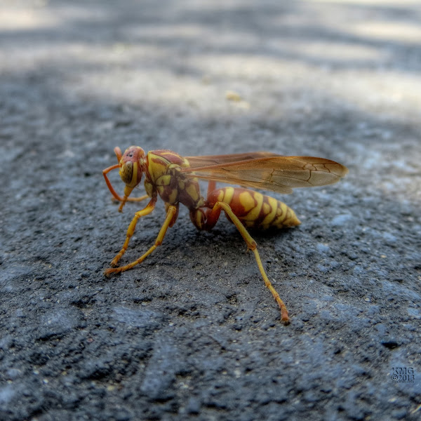 Paper Wasp | Project Noah
