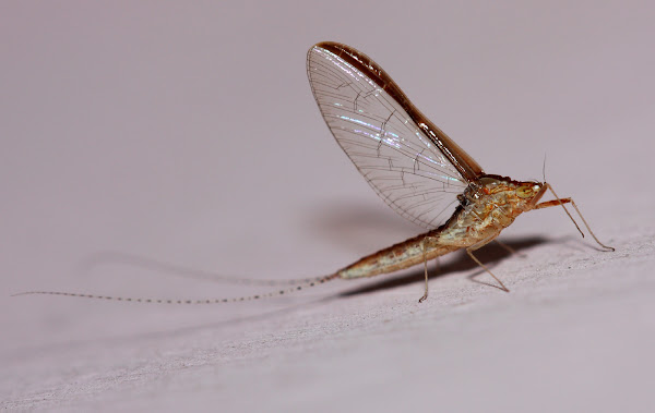 Mayfly | Project Noah