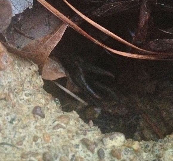 Burrowing Crayfish | Project Noah