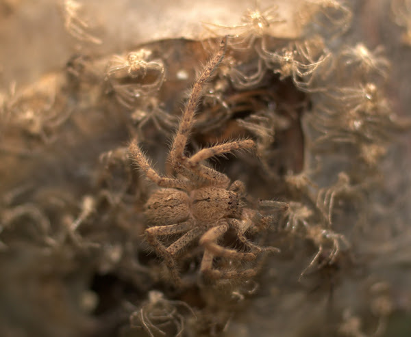 Karoo Rain Spider nest | Project Noah
