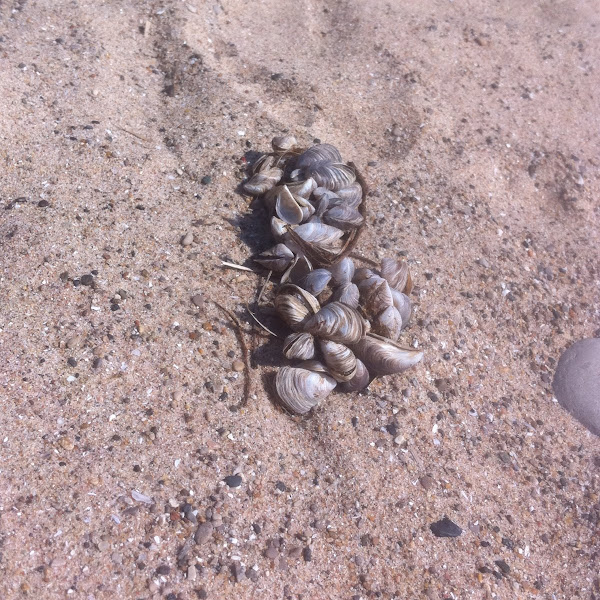 Quagga mussels | Project Noah