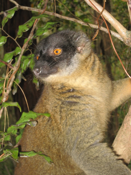 Sanford's brown lemur | Project Noah