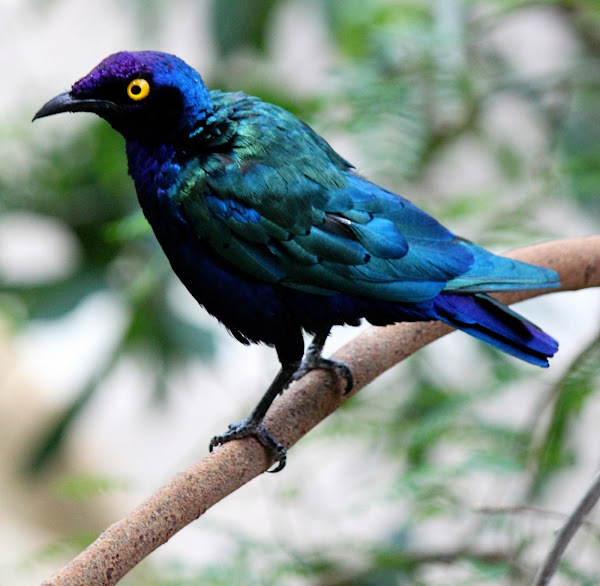 Purple Starling or Purple Glossy Starling | Project Noah