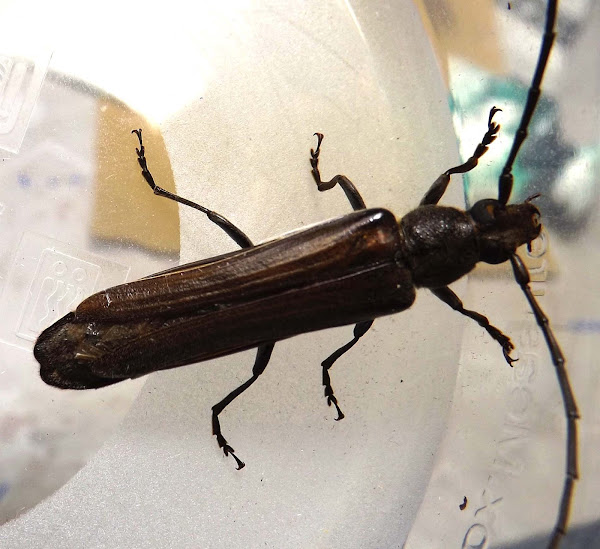 Large Brown Longicorn Beetle | Project Noah