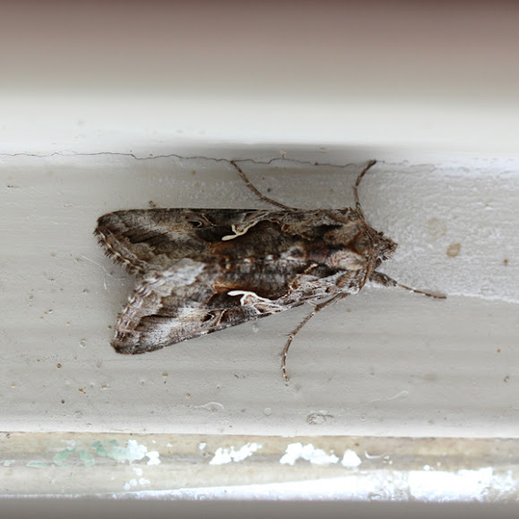 Alfalfa Looper Moth | Project Noah