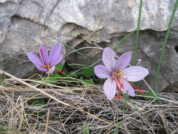 Crocus cartwrightianus | Project Noah