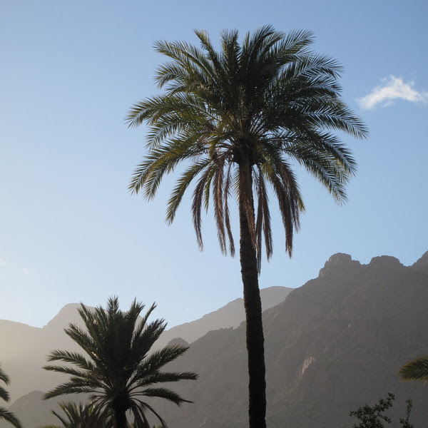 Flora of Morocco | Project Noah