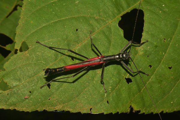 Black-and-Red Stick Insect, Phasmid | Project Noah