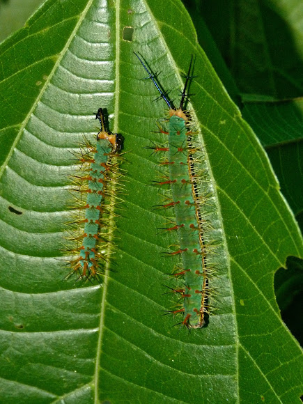 Acontius Banner caterpillar | Project Noah