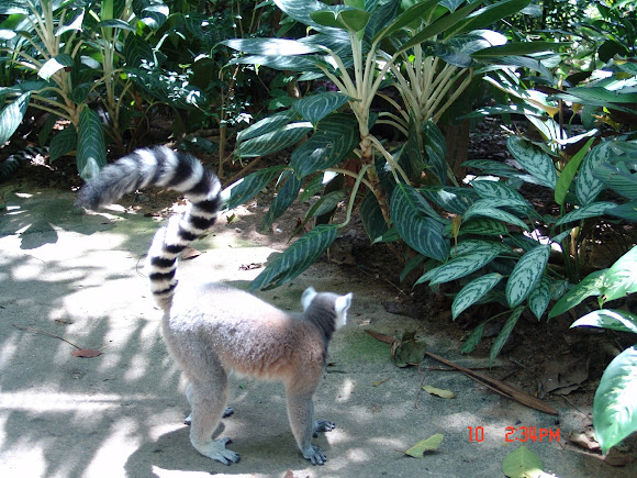 Ring-tailed lemur | Project Noah