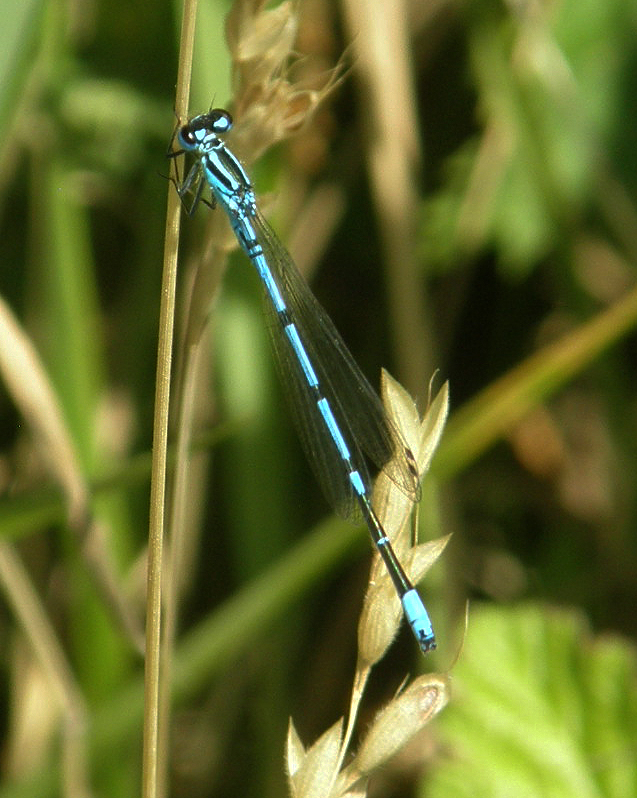 Azure damselfly | Project Noah