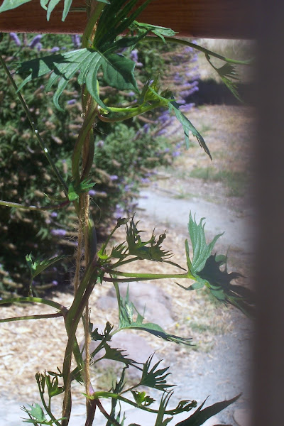 Cardinal Climber | Project Noah