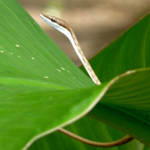 Mexican Vine Snake | Project Noah