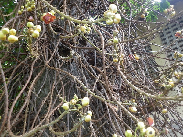 Cannonball Tree (Nagalingam) | Project Noah