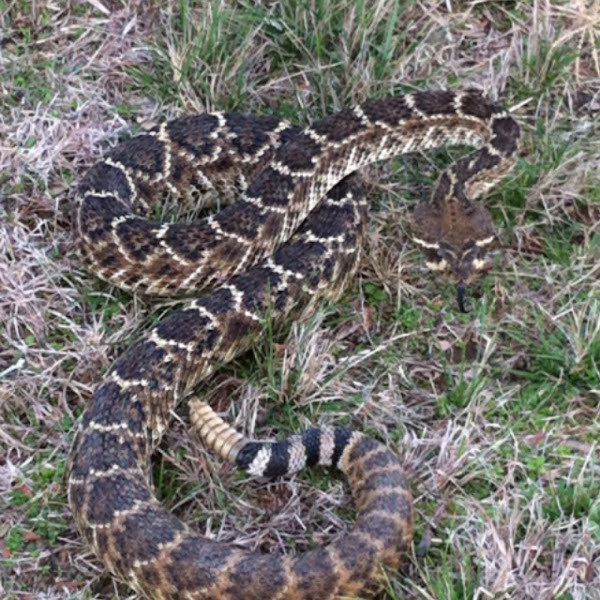 Western Diamondback Rattlesnake | Project Noah