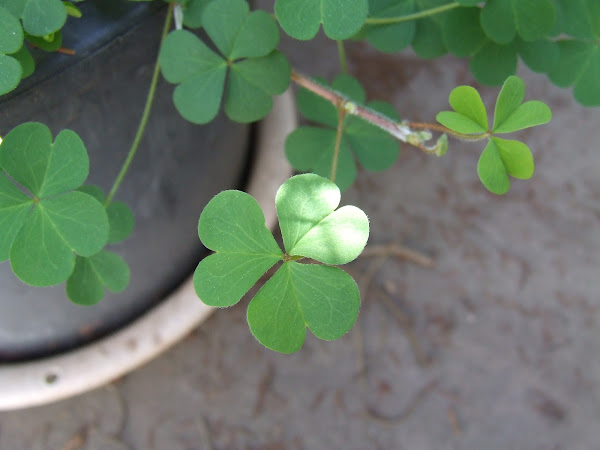 Wood Sorrel(Erva azeda) | Project Noah