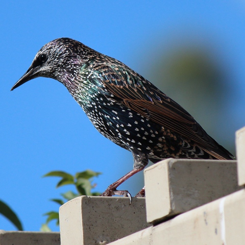 Common Starling | Project Noah