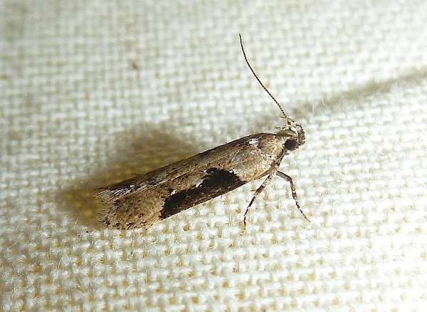 Micro-Lepidoptera | Project Noah