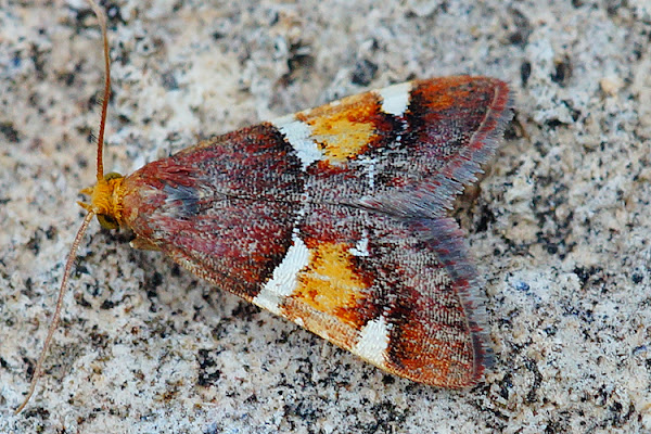 Pyralis regalis | Project Noah