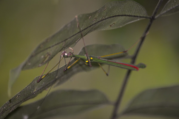 Winged Stick Insect, Phasmid - Male | Project Noah