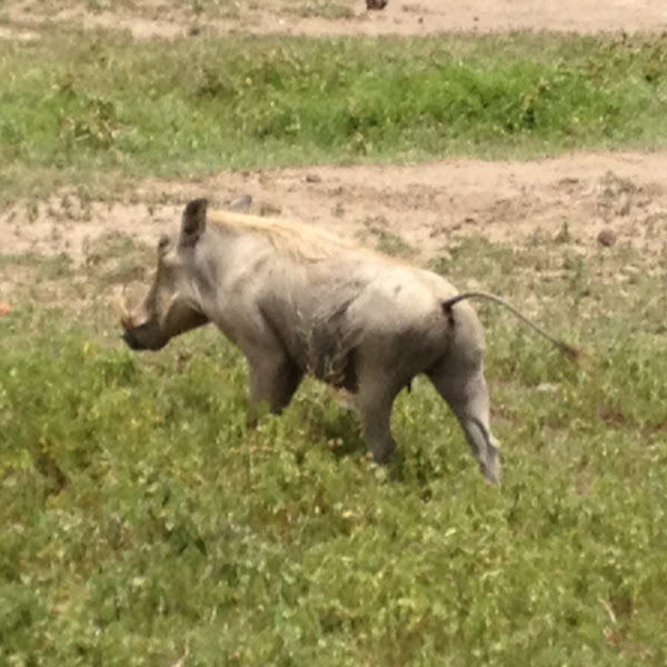 Warthog | Project Noah