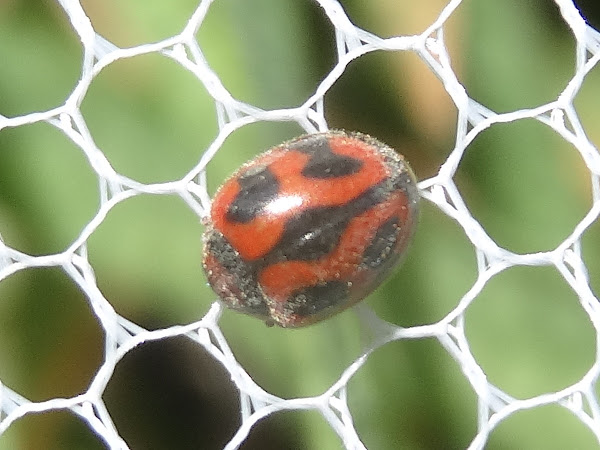 Rodolia cardinalis | Project Noah