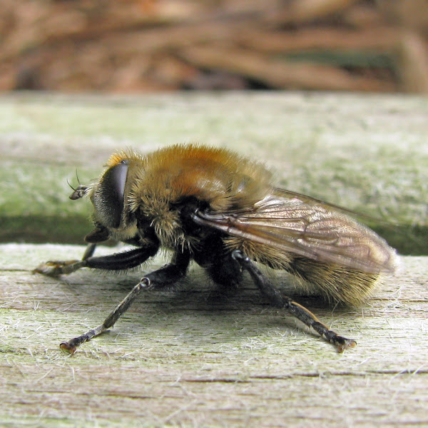 Narcissus bulb fly | Project Noah