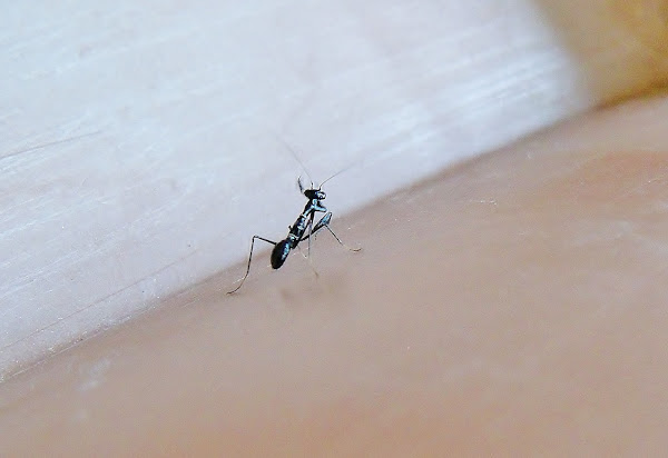 Ant Mimic Mantis | Project Noah