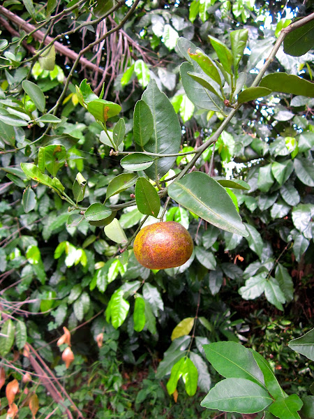 Tangerine | Project Noah