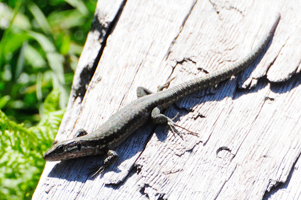 Iberian Wall Lizard; Lagartija Ibérica | Project Noah
