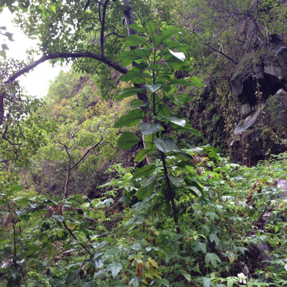 Papala | Project Noah