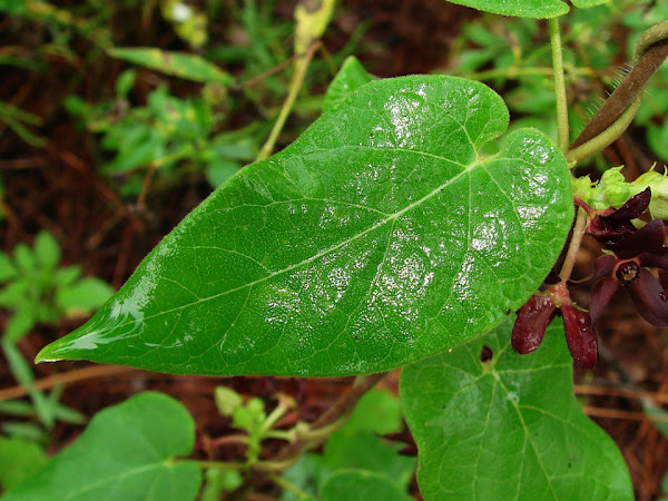 Florida Milkvine | Project Noah