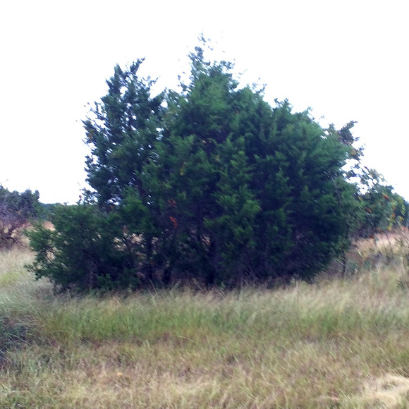 Ashe Juniper | Project Noah