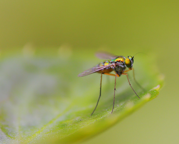 Long-legged fly | Project Noah