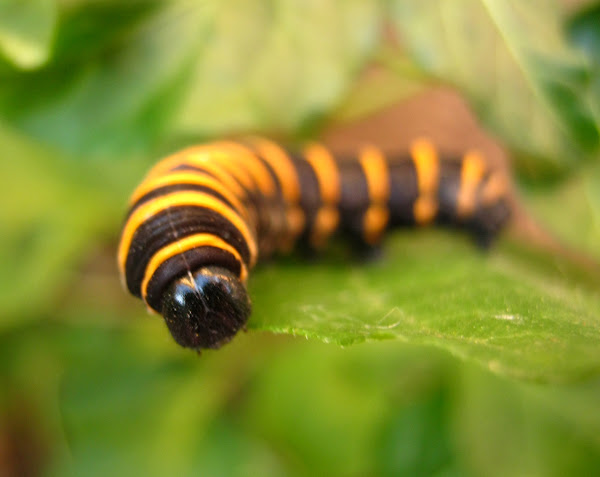 Spotting | Project Noah