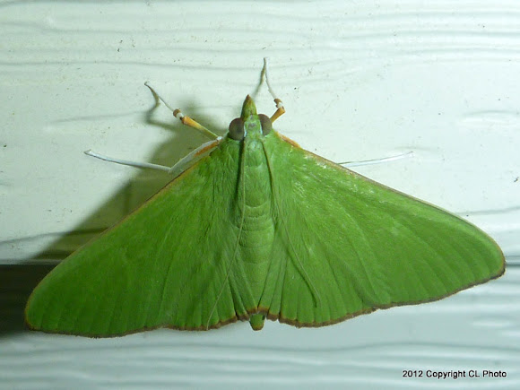 Parotis marginata | Project Noah