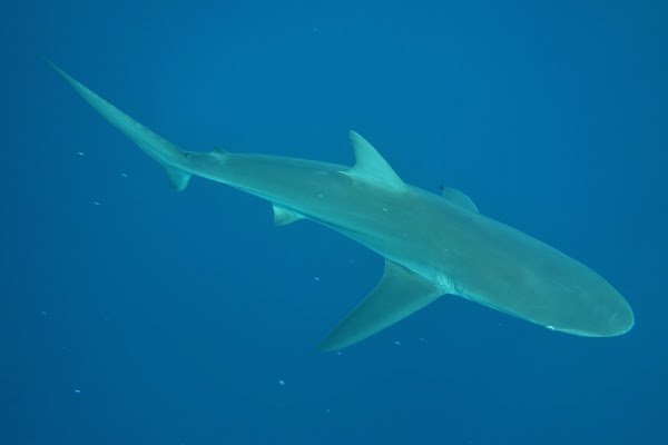 Dusky Shark | Project Noah